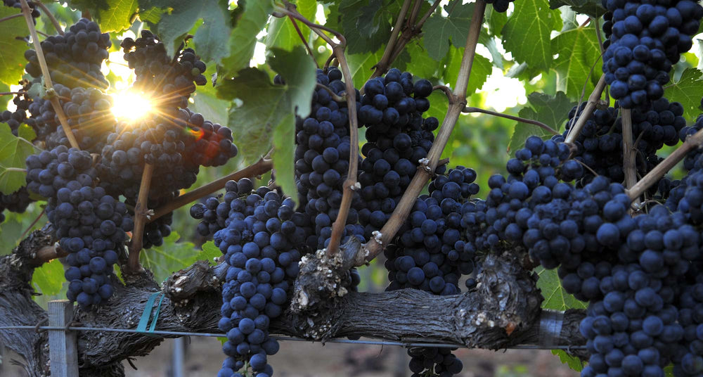 Gregory James Wines