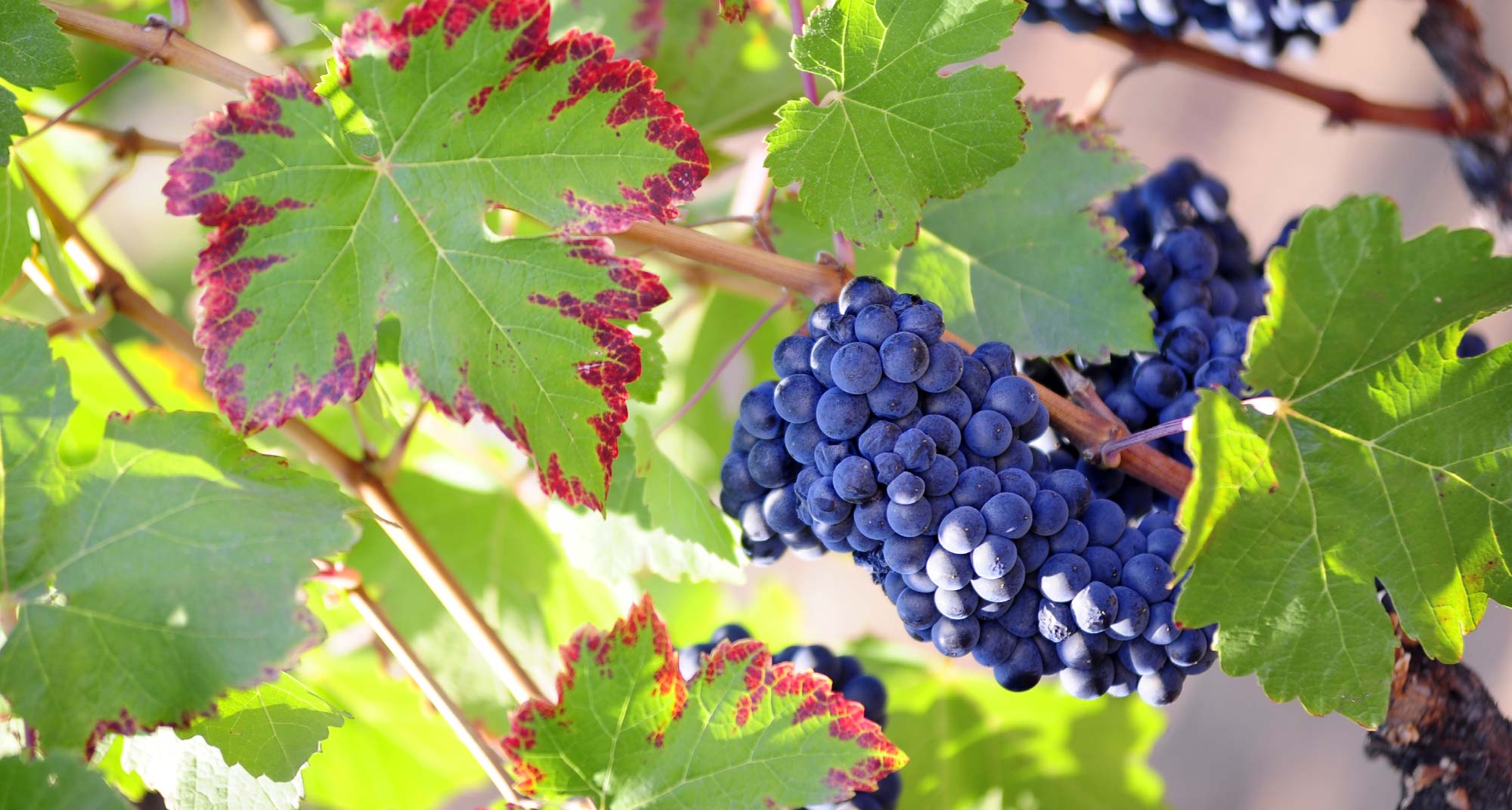 Gregory James Wines
